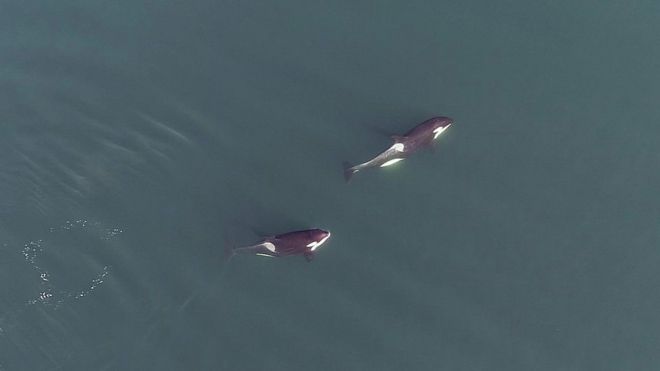 Životinje: Posle više od 50 godina zatočeništva, kit ubica Lolita se ...