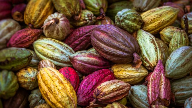 Cacao Ghana et Côte d’Ivoire : comprendre le bras de fer entre ...