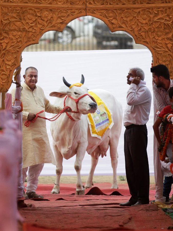 India's unique bovine beauty pageant - BBC News