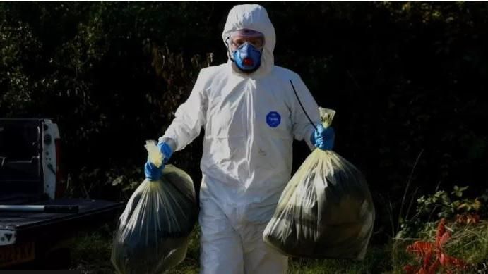 Kasus flu burung meningkat di Inggris, perusahaan unggas minta ...