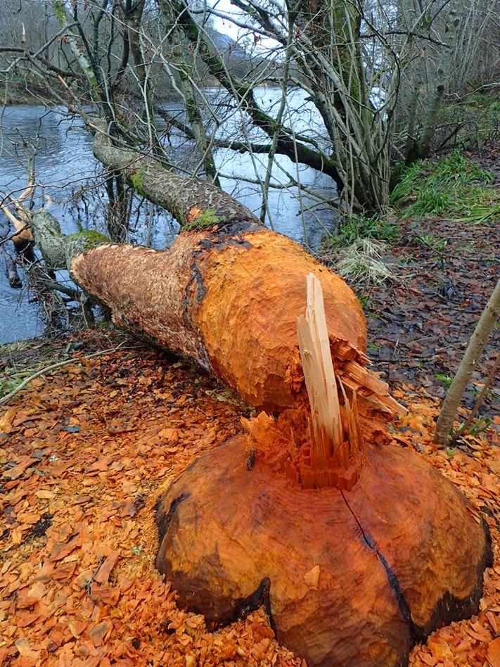 Your pictures of Scotland: 3-10 February - BBC News