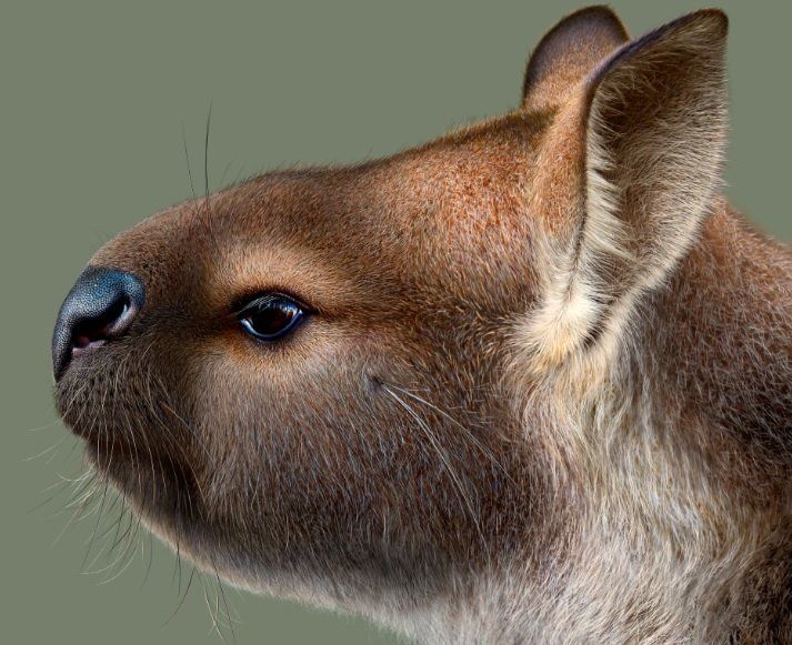 Researchers go to extreme lengths to recover Ice Age kangaroo fossil ...
