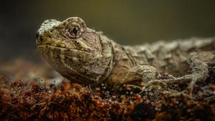 Tuataras: 200-million-year-old 'three-eyed' reptiles get a new home at ...