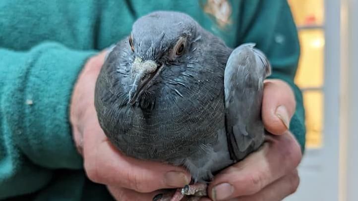 The volunteers saving Glasgow pigeons' feet from litter - BBC News
