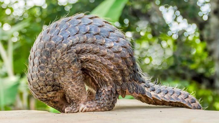Conservation: Giant pangolin spotted in Senegal after 23 years - BBC ...