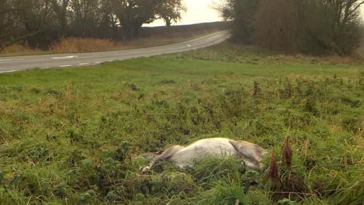 Deer road deaths rise sharply in Lincolnshire - BBC News