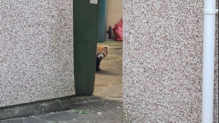 Escaped red panda seen 'ambling' down Newquay street - BBC News