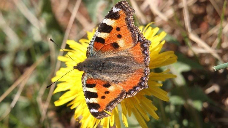 State of Nature 2019: Hundreds of species in Wales under threat - BBC News