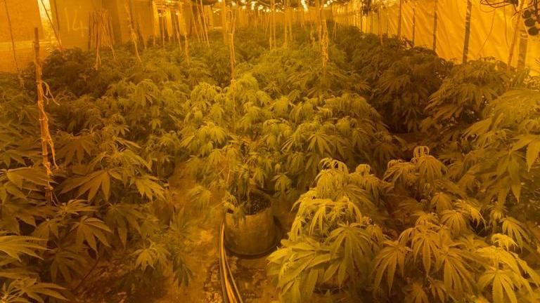 Four arrests after £1.2m cannabis found in Exhall raid - BBC News