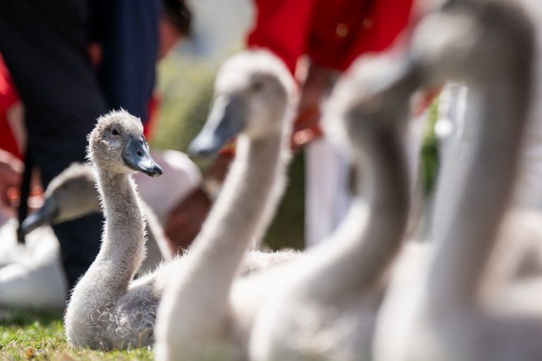Royal traditions: Swan Upping and counting swans for King Charles - BBC ...