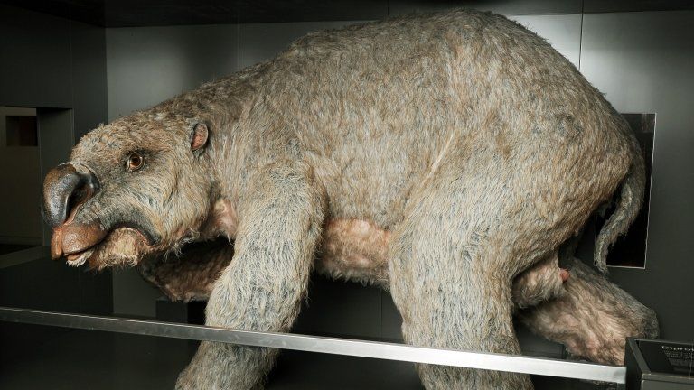 Mega-wombat the size of a bear discovered! - BBC Newsround