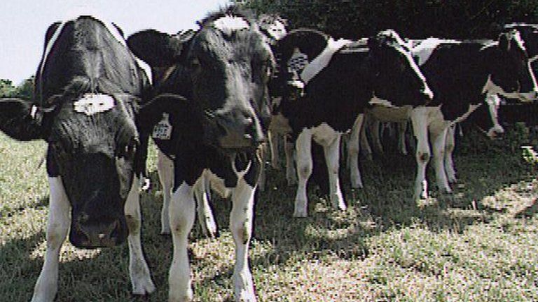 Cow slurry fetishist David Truscott given jail term - BBC News