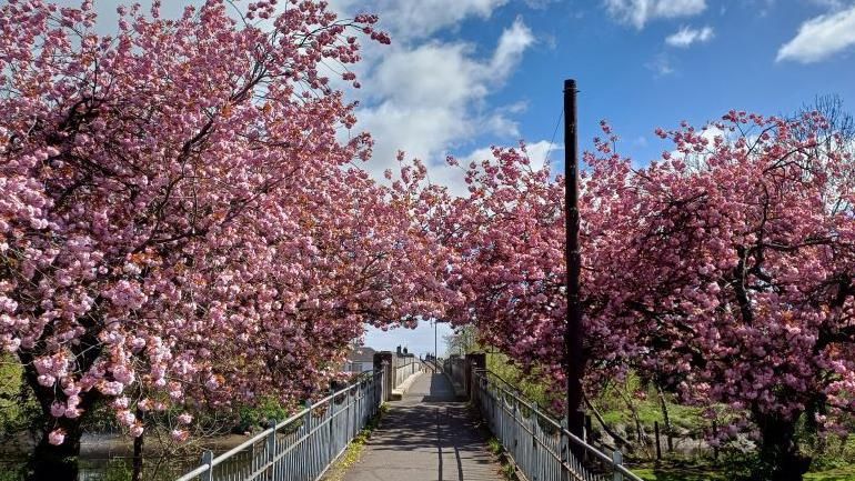 Scotland's pink cherry and apple blossom in pictures - BBC News