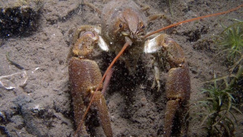 'Incredible population' of crayfish near roundabout - BBC News