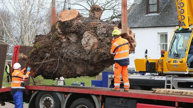 Wych elm removed from Highland village after 800 years - BBC News