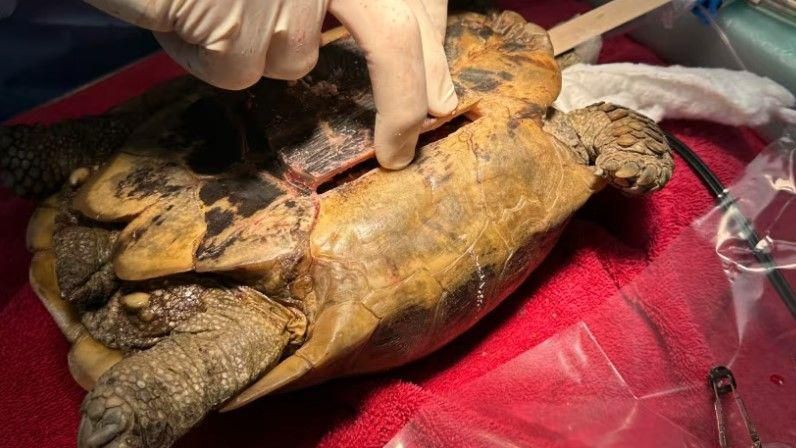 Tortoise has 'tennis ball-sized' bladder stone removed - BBC News