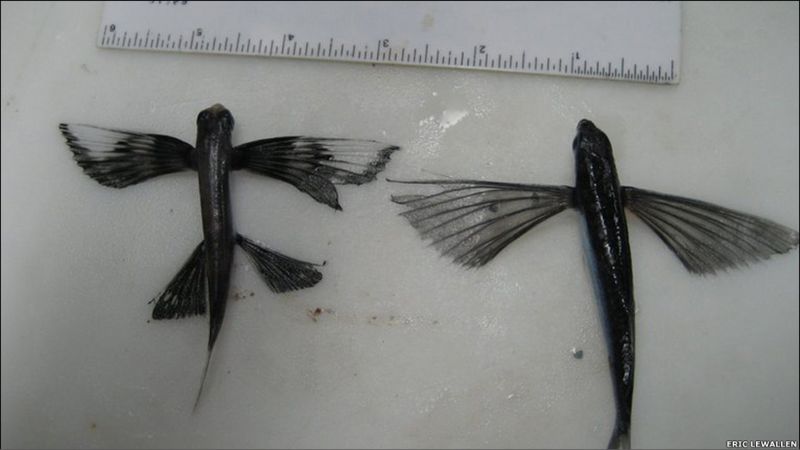 En fotos: peces voladores - BBC News Mundo