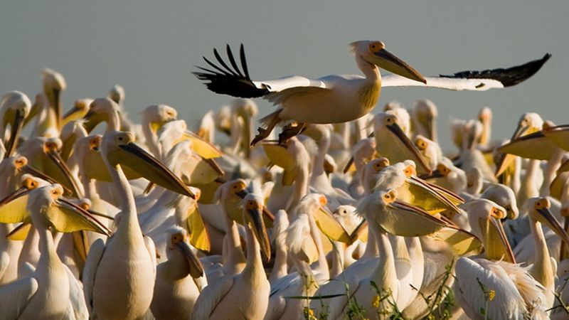 En fotos: Las aves que viajan por América - BBC News Mundo