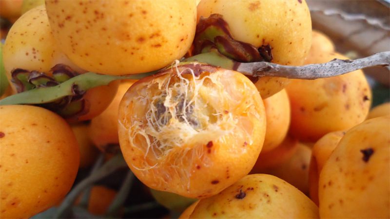 Frutas de América Latina, fiesta de sabor y color - BBC News Mundo