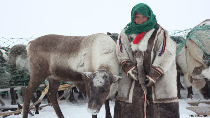 Kehidupan penggembala rusa kutub di Arktik - BBC News Indonesia