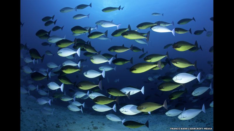 En fotos: el colorido mundo de los peces - BBC News Mundo