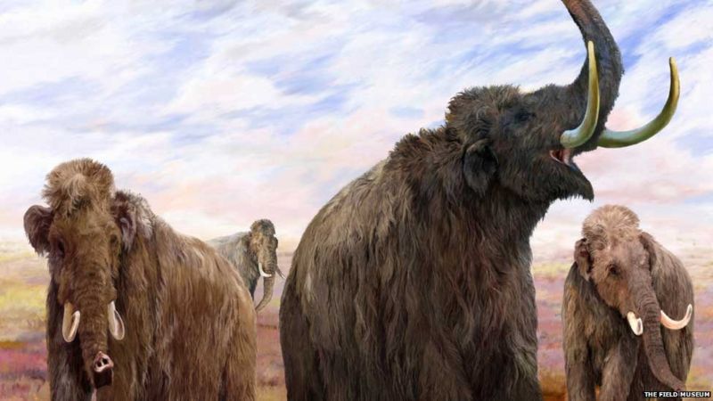 A vida de mamutes e mastodontes na era do gelo - BBC News Brasil