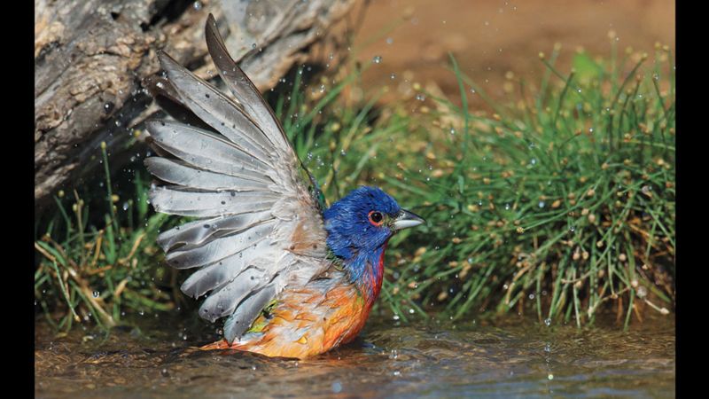 La explosión de color de las fotos de aves que compiten por ser la ...