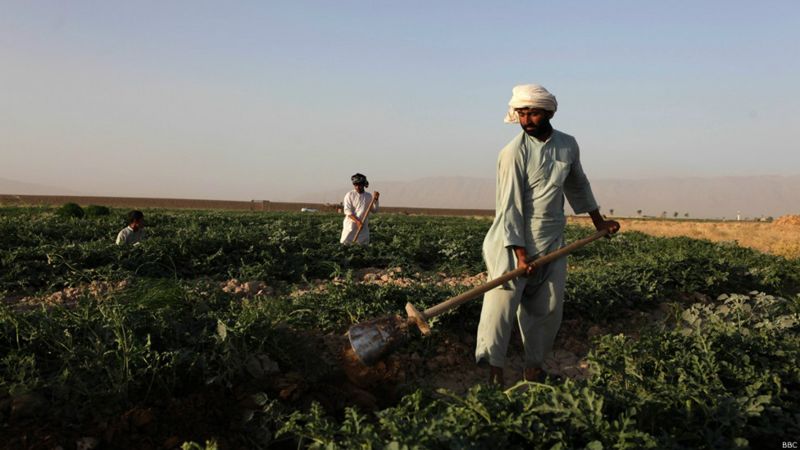 عکس: پالیزهای مزار؛ خروارهای تربوز و خربوزه - BBC News فارسی