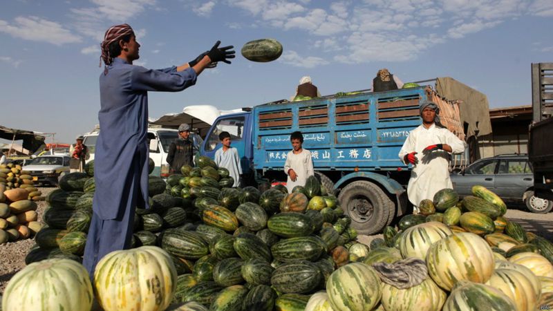 عکس: پالیزهای مزار؛ خروارهای تربوز و خربوزه - BBC News فارسی