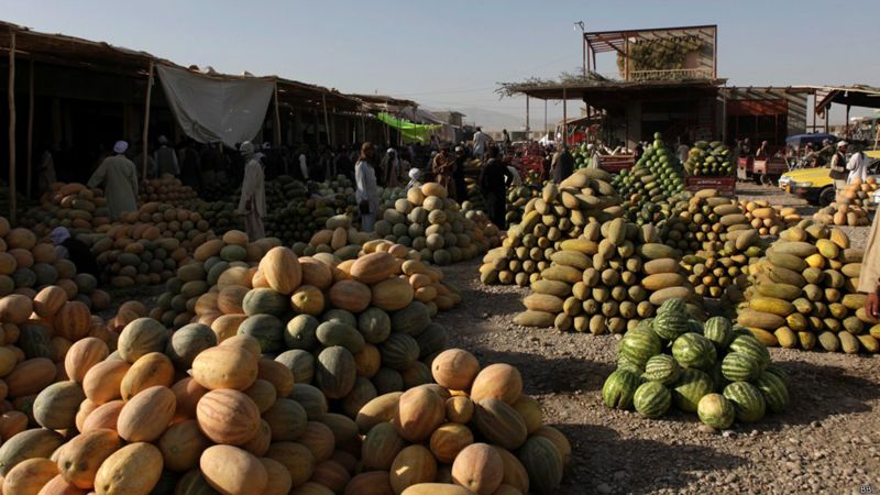 عکس: پالیزهای مزار؛ خروارهای تربوز و خربوزه - BBC News فارسی