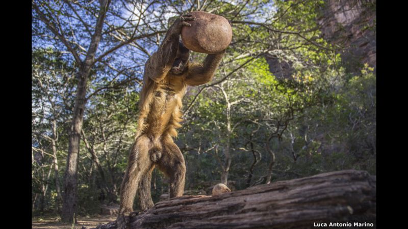 Fotos increíbles que celebran la fotografía científica - BBC News Mundo