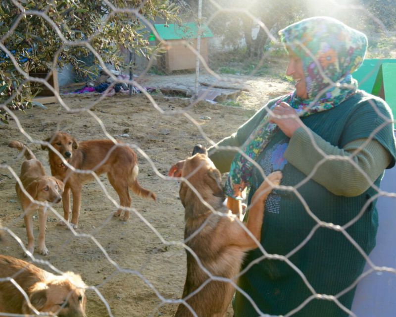 Tunisie : le problème des chiens errants - BBC News Afrique