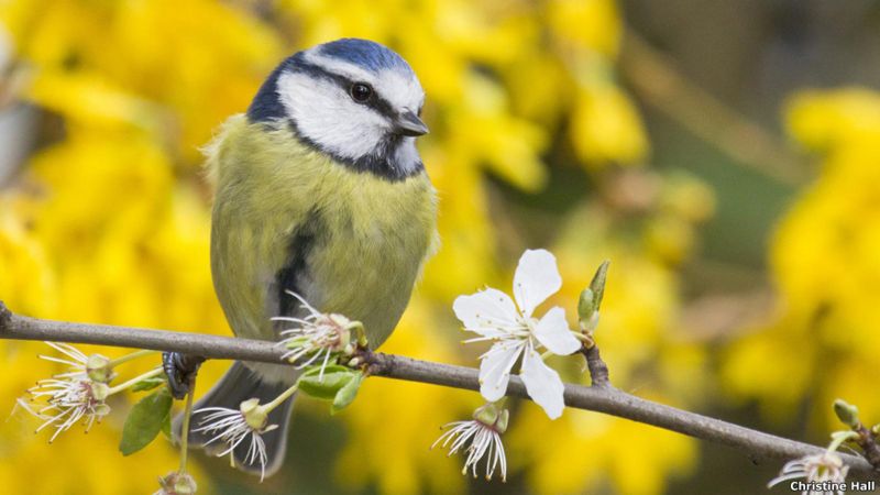 Los lectores de BBC fotografían las maravillas que ofrece la primavera ...