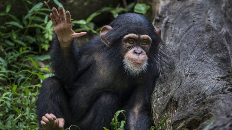 Wildlife: Apes say hello and goodbye just like humans do! - BBC Newsround