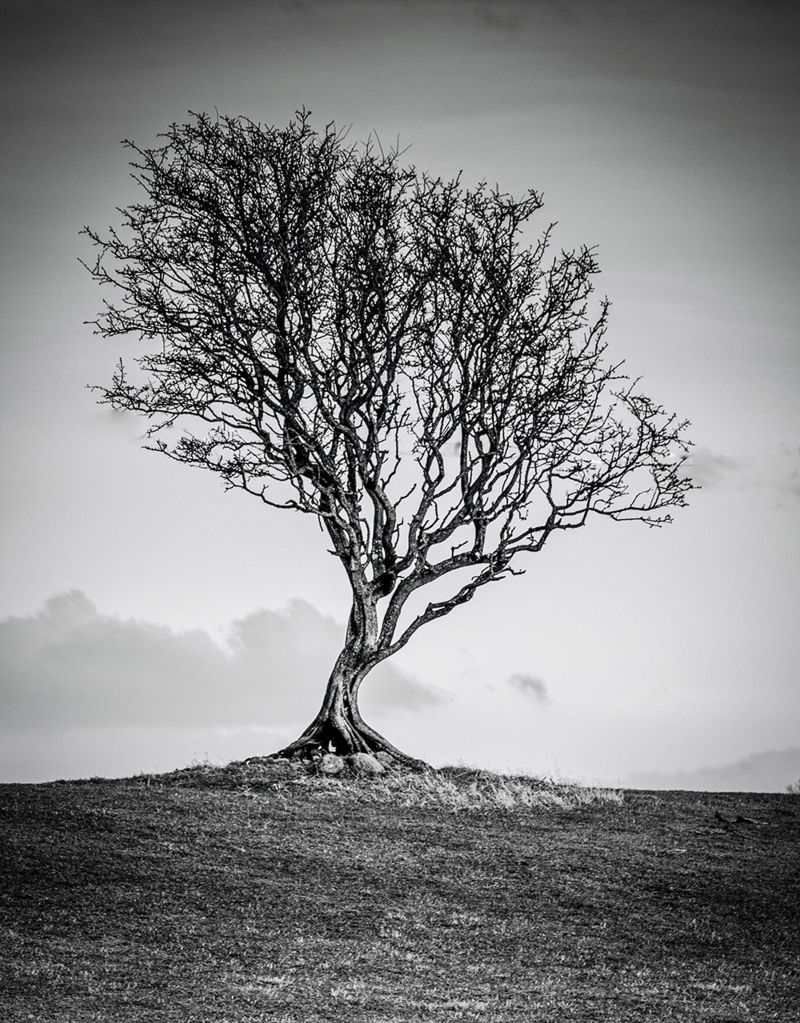 Your pictures on the theme of 'the beauty of trees' - BBC News