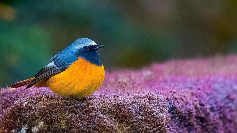 High-altitude birds evolved thicker 'jackets' - BBC News