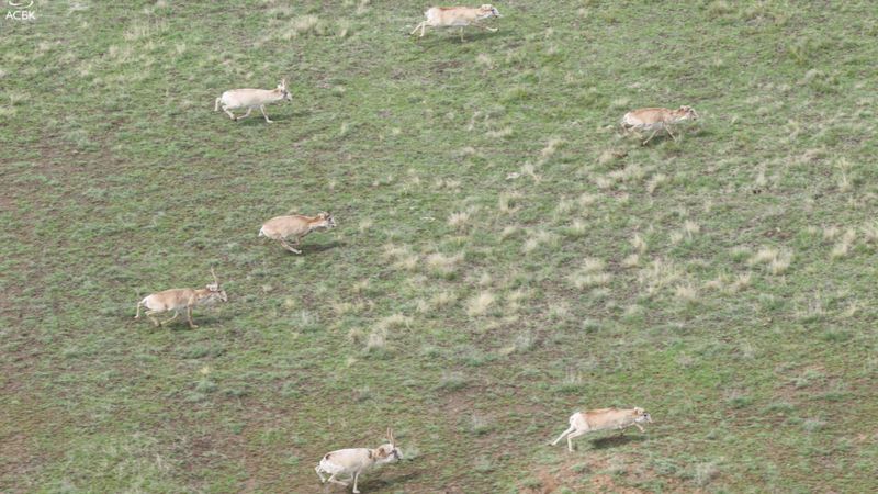 Critically endangered antelope saiga makes comeback | Science news for Kids