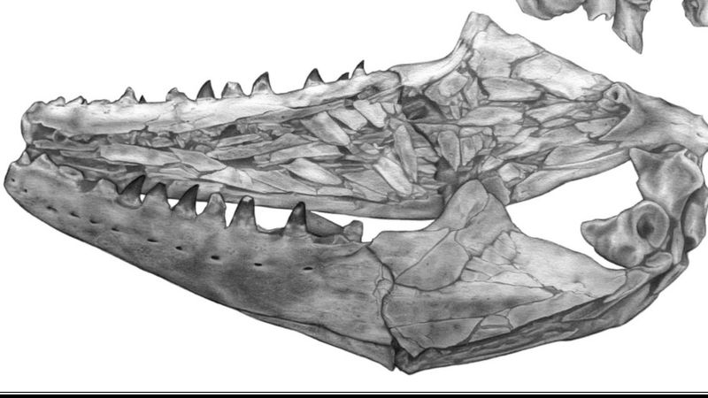 Giant Thalassotitan atrox sea lizard found in Morocco - BBC Newsround