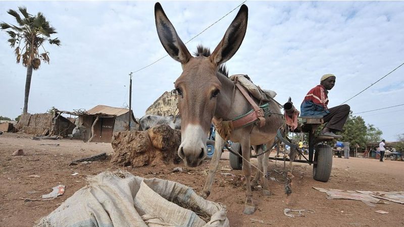 South African police seize 5,000 donkey skins in Benoni farm raid - BBC ...