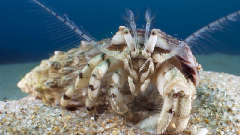 Who, What, Why: Do crabs feel pain? - BBC News