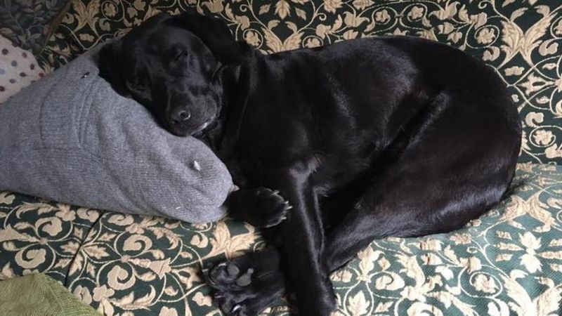 Coronavirus lockdown: How are our pets coping with us? - BBC News