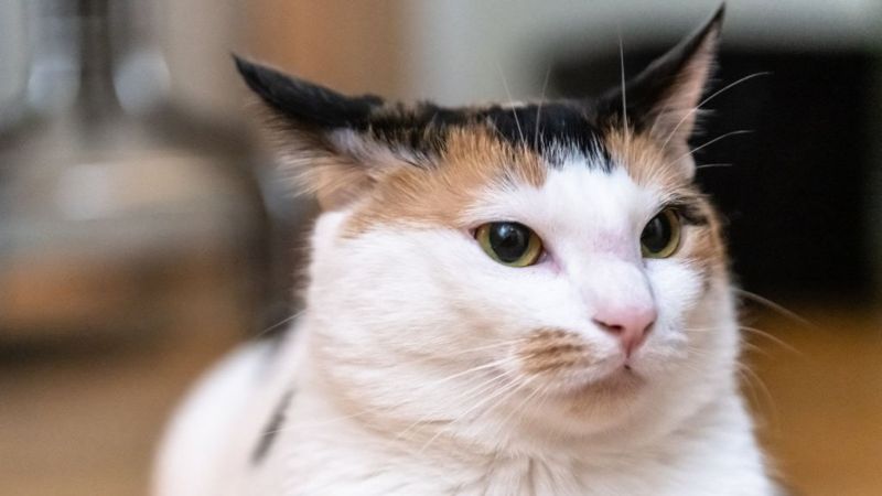 Australian Council tries to solve nuisance cat problem - BBC Newsround