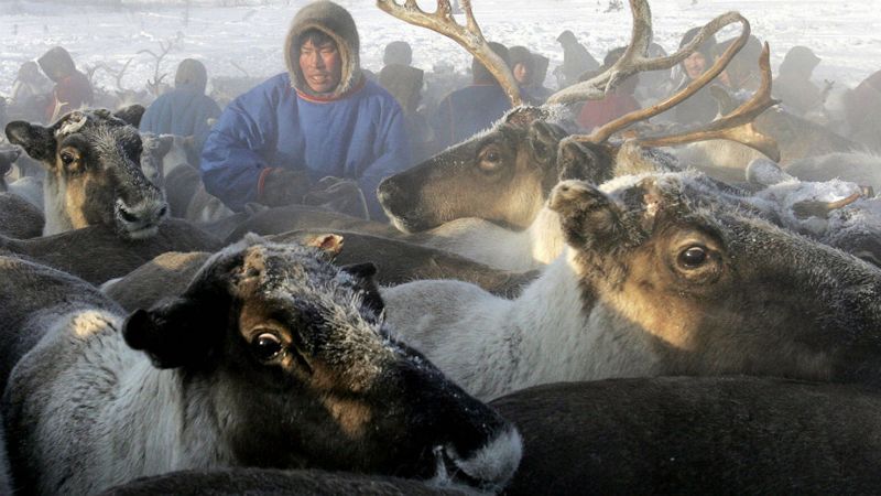Why animals are dying in their thousands across the world - BBC News