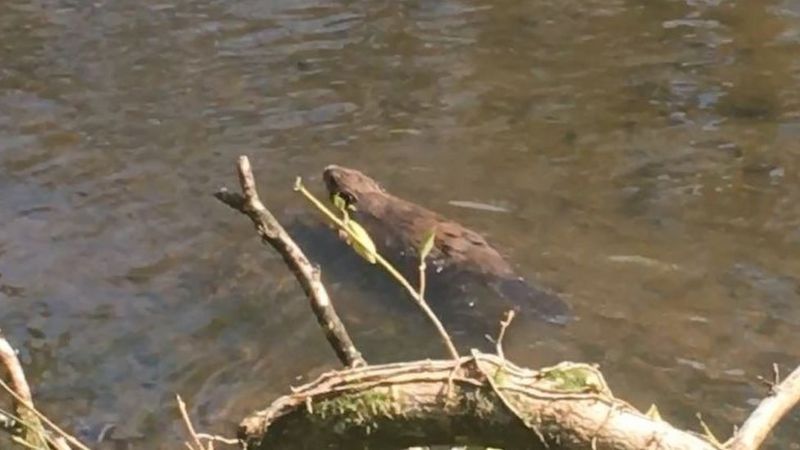 Lost Devon beaver rescued from estuary thriving in new home - BBC News