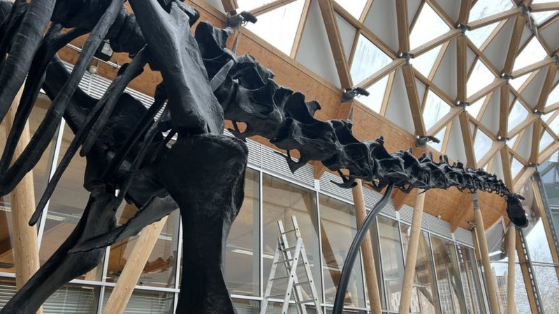 Dippy the Dinosaur exhibition arrives in Coventry - BBC Newsround