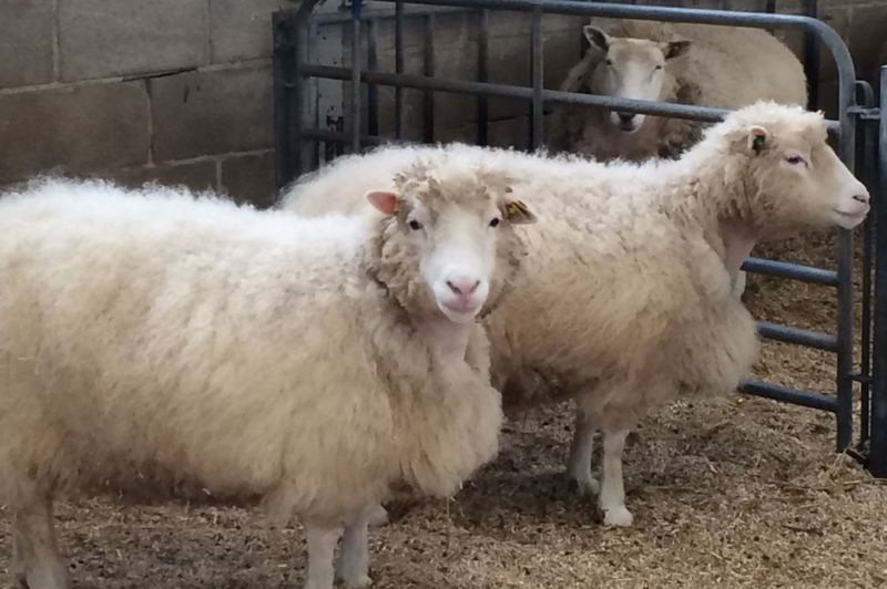 Las cuatro hermanas de la oveja Dolly que pueden ayudar a responder una ...