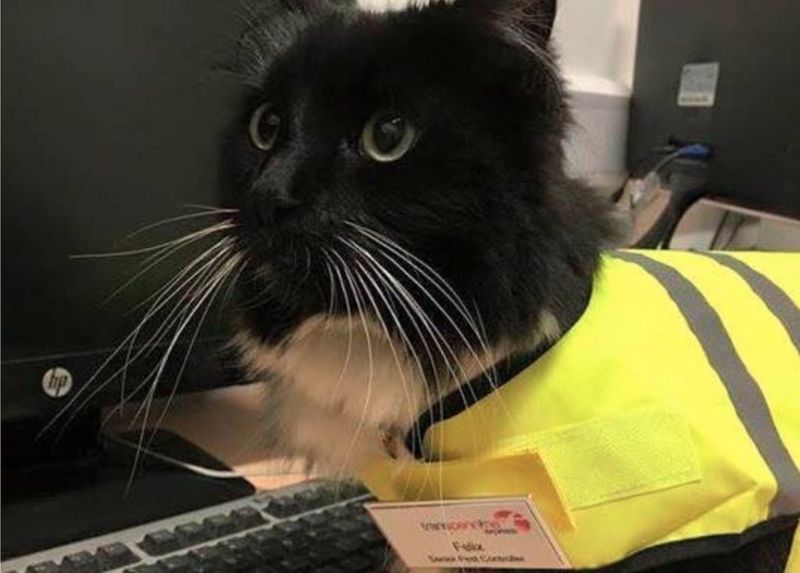 Whiskers in the workplace: More cats with careers - BBC News