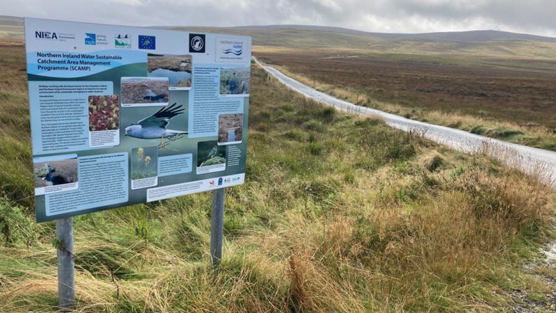 Bog restoration project boosts Northern Ireland wildlife - BBC News