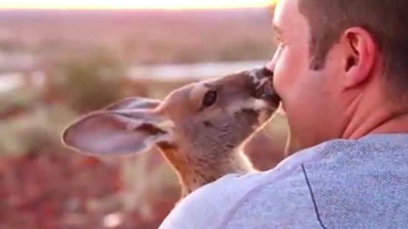 'Panicked' kangaroo smashes way into Australian home - BBC News