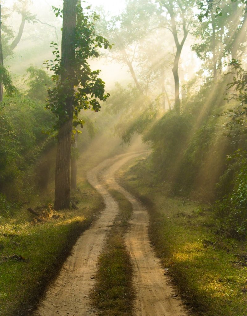 Your pictures on the theme of 'pathway' - BBC News